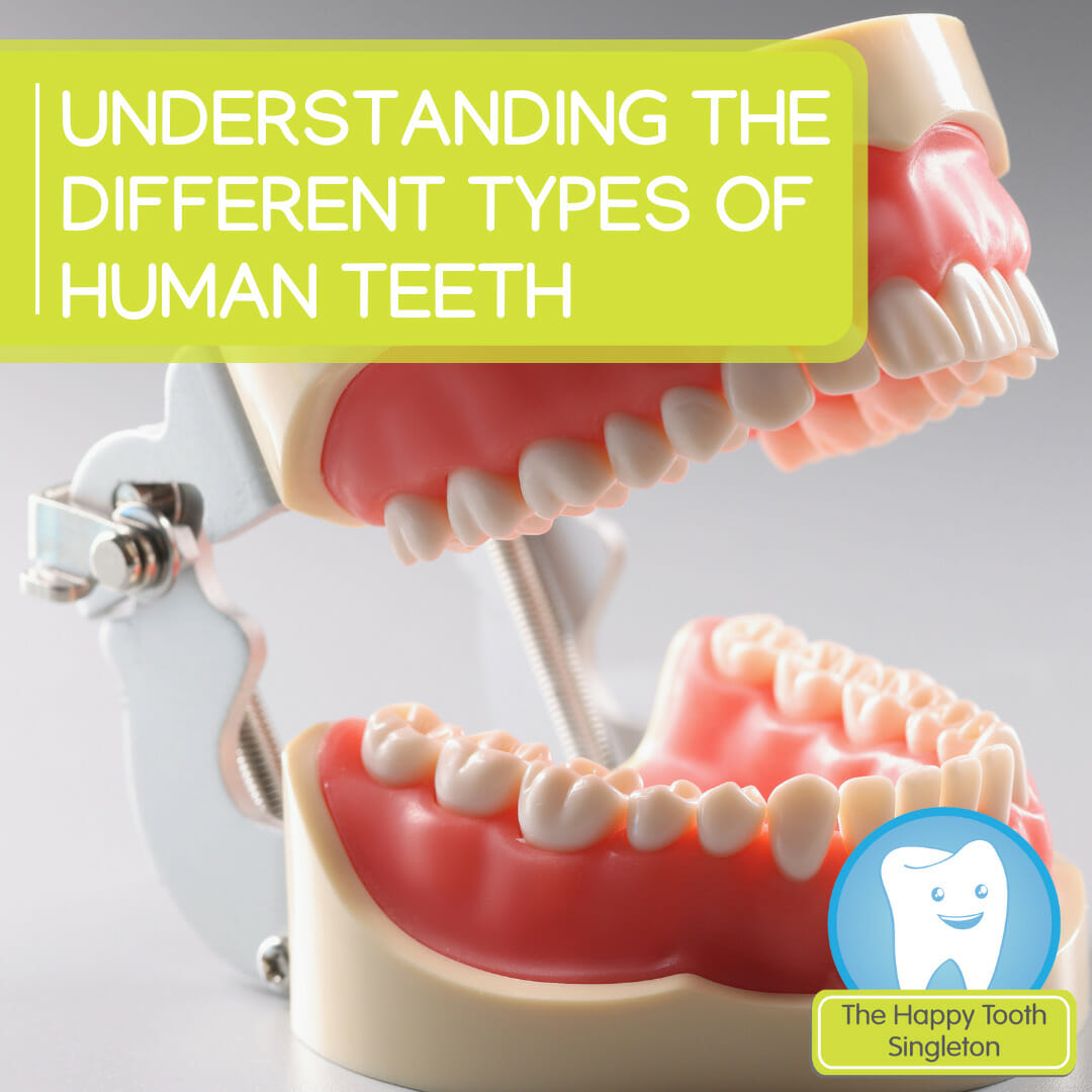 Understanding the Different Types of Human Teeth